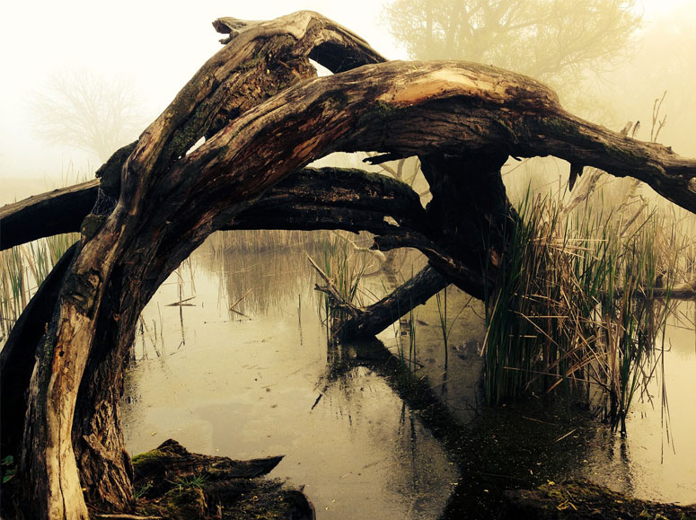 Avoiding the Swamp: Data Virtualization and Data Lakes - Data ... Avoiding the Swamp: Data Virtualization and Data Lakes - Data ...